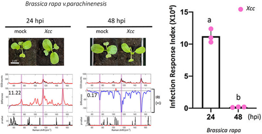 Raman method for on-farm detection of bacterial infection ...